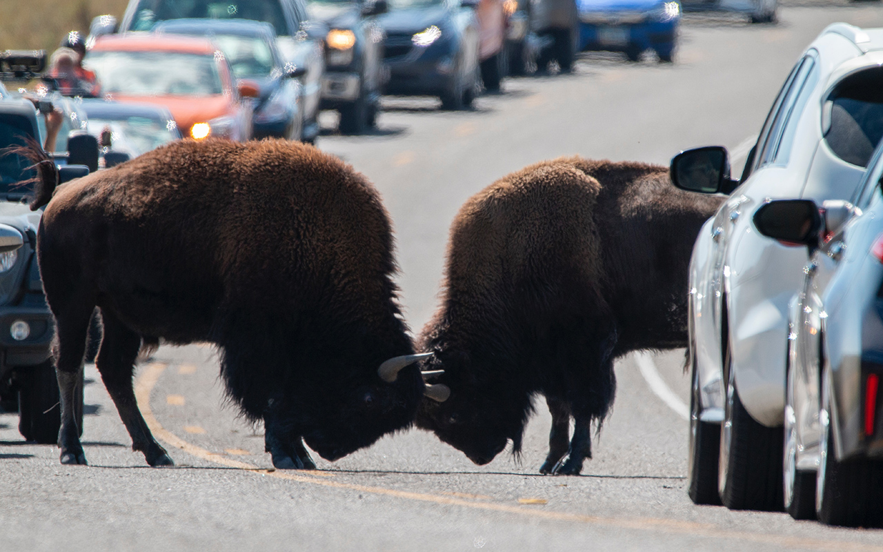 Posturing in Violence: Beware of the Animals | Kinetic Fighting